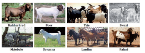 Goat Production in Southern Africa and Zimbabwe (Focus on the Boer Goat ...
