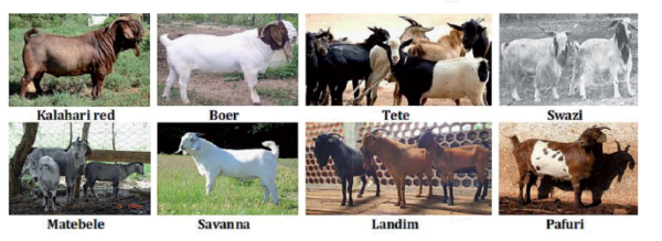 Goat Production in Southern Africa and Zimbabwe (Focus on the Boer Goat ...