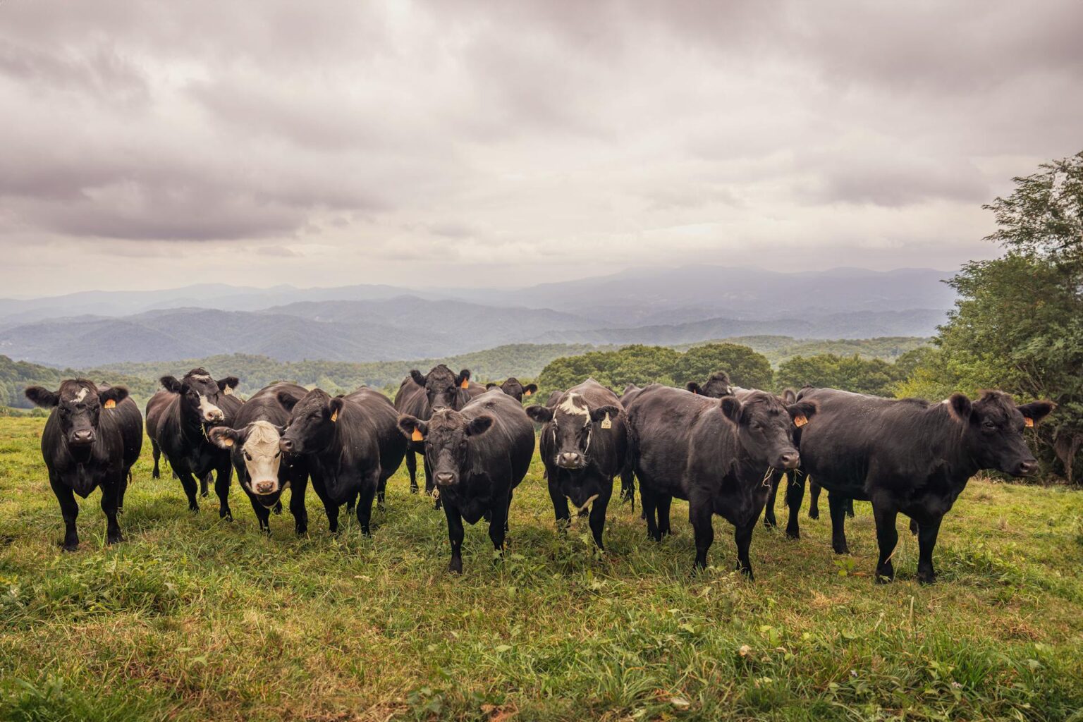 Cattle Farming in Zimbabwe: An Overview – 3PG.ORG